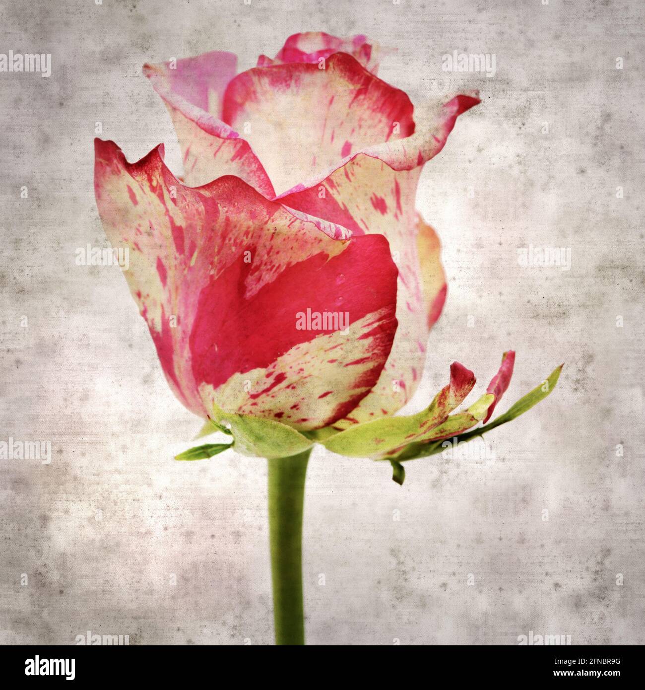 stylish textured old paper square background with mottled pink and ...