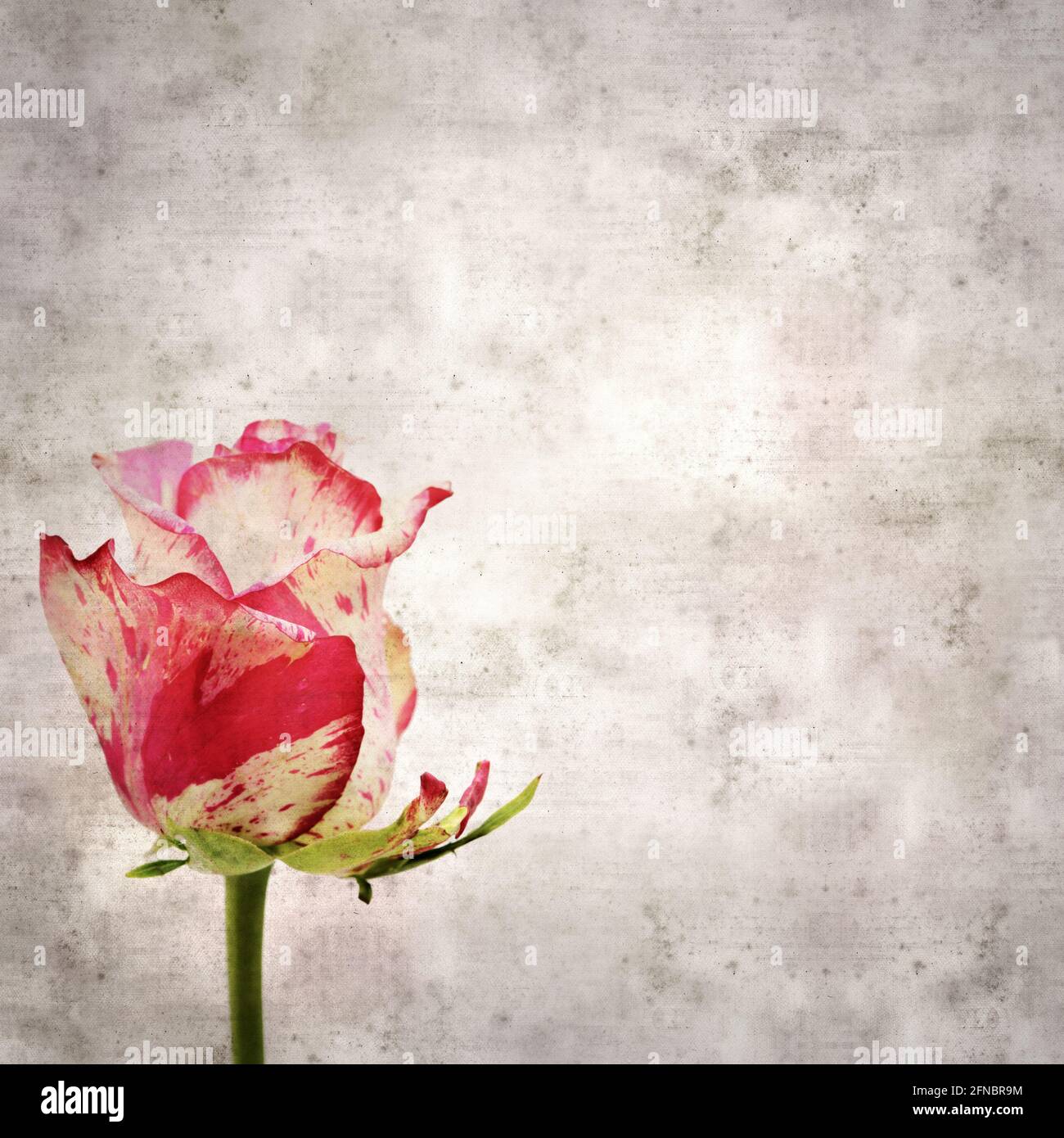 stylish textured old paper square background with mottled pink and ...
