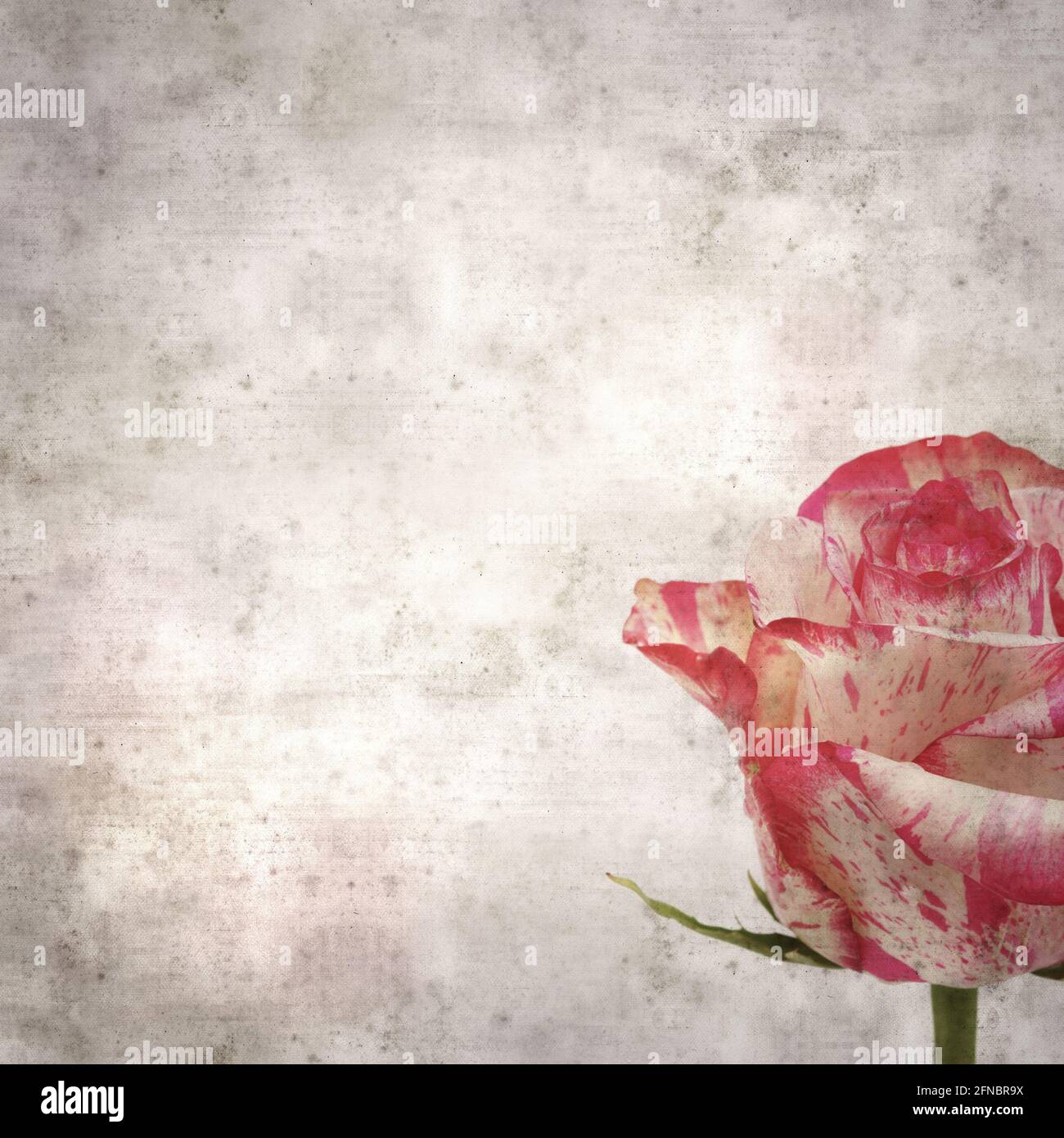 stylish textured old paper square background with mottled pink and ...
