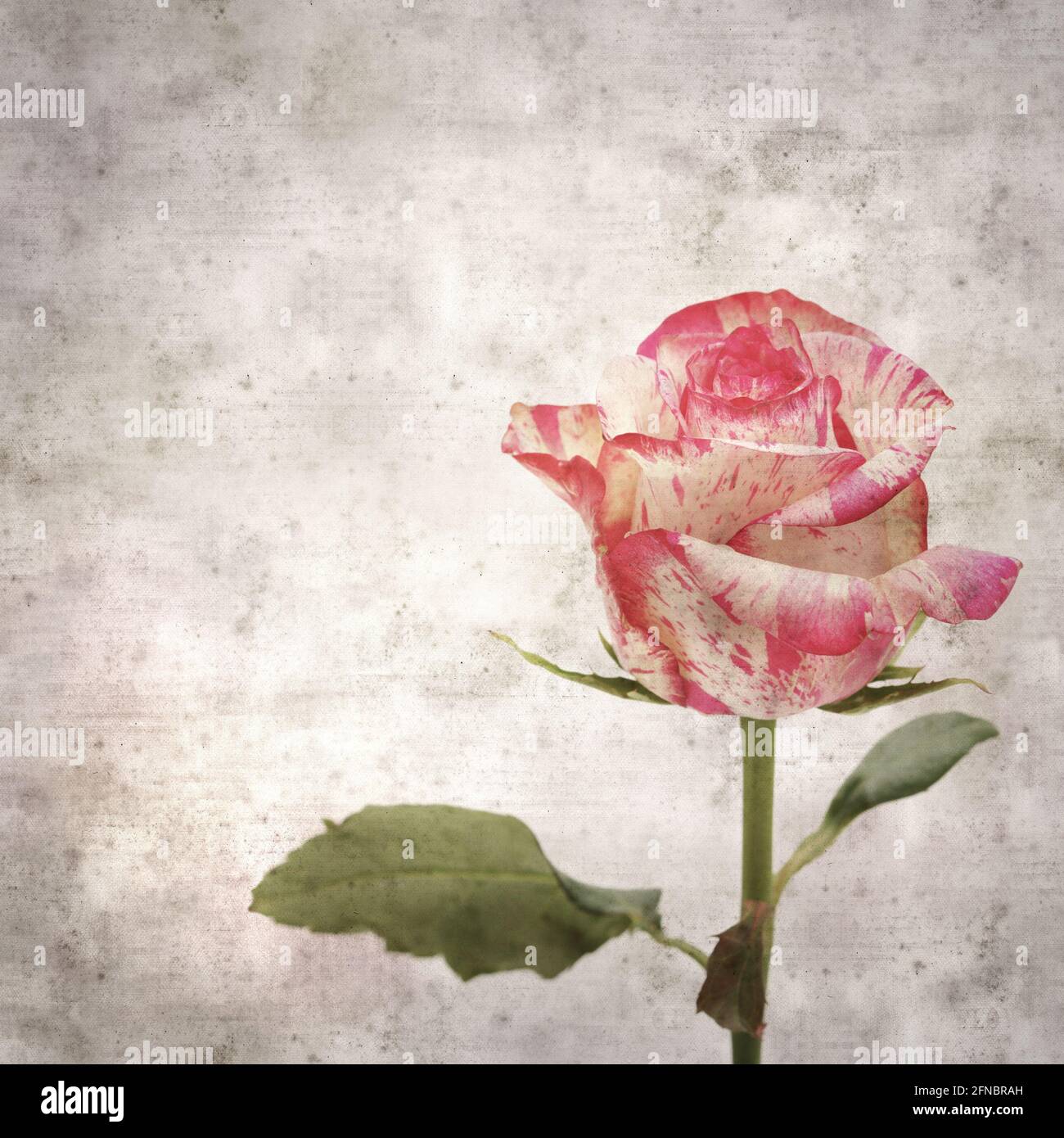 stylish textured old paper square background with mottled pink and ...