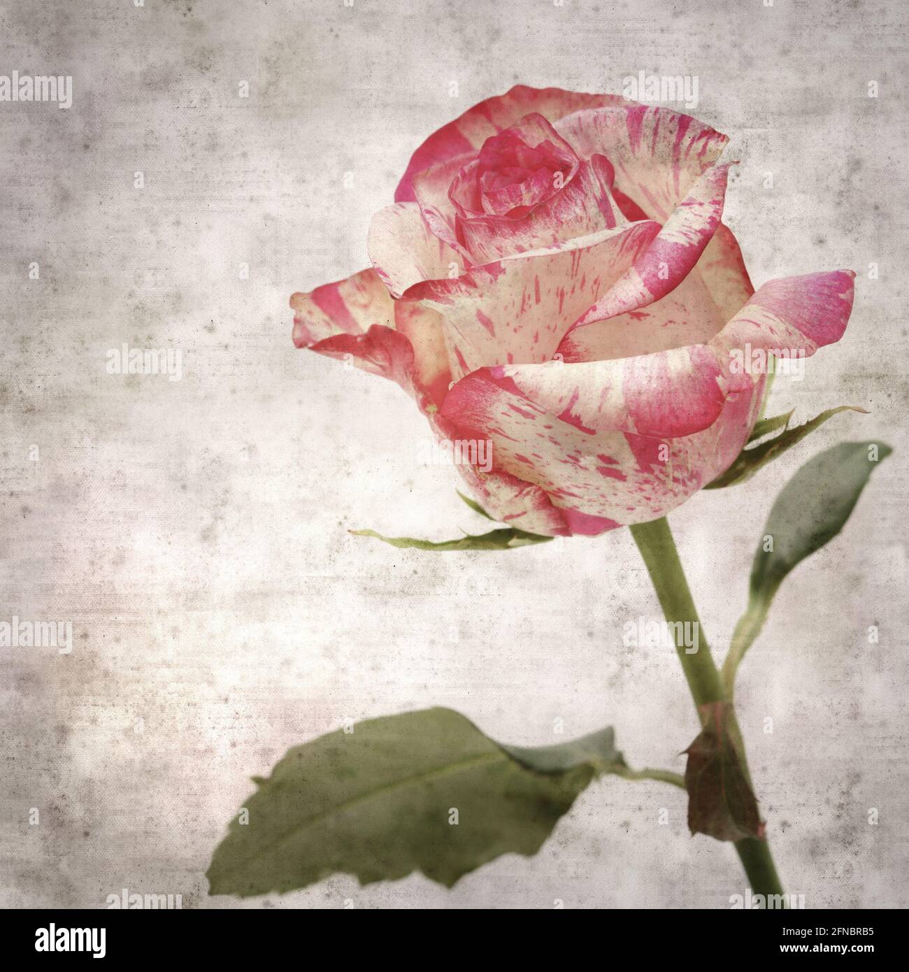 stylish textured old paper square background with mottled pink and ...