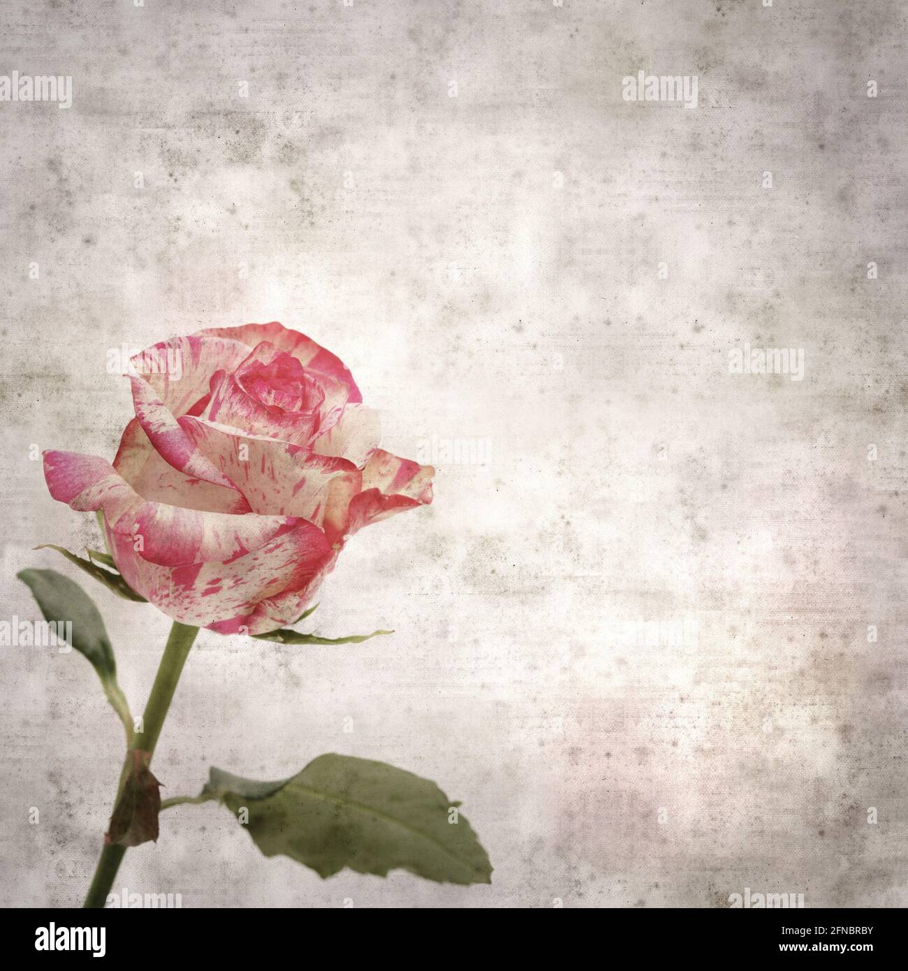 stylish textured old paper square background with mottled pink and ...