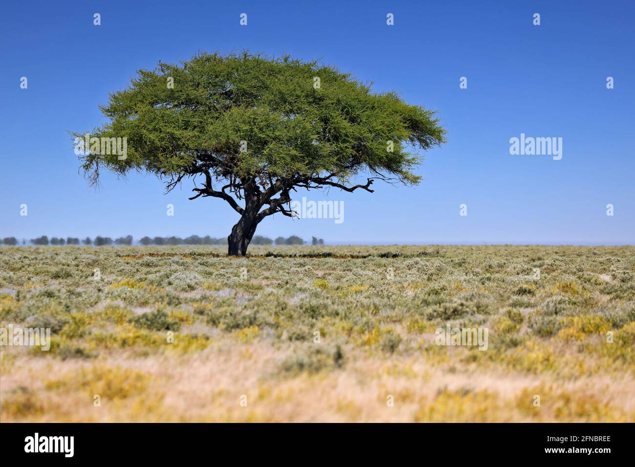 Landscape at Etosha National Park, Namibia Stock Photo - Alamy