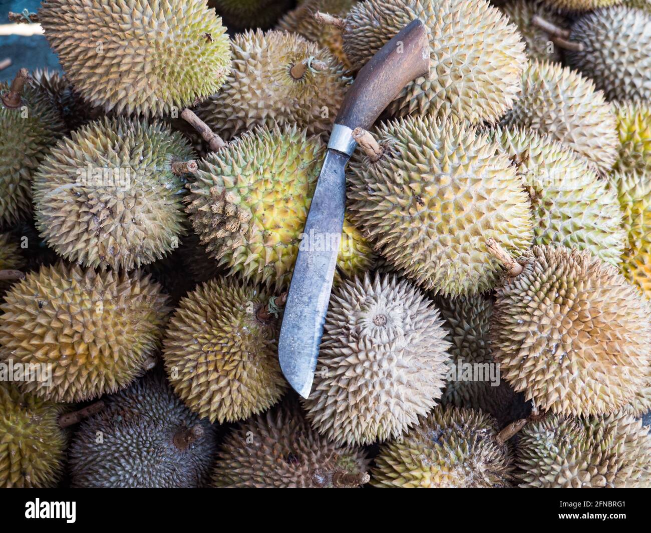 Durian fruit on street bazaar on the island of Ambon. Is the fruit of ...
