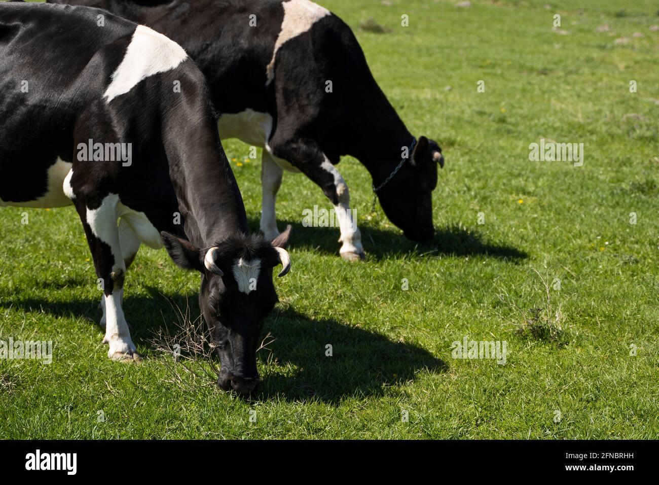Standing white cow two hi-res stock photography and images - Alamy