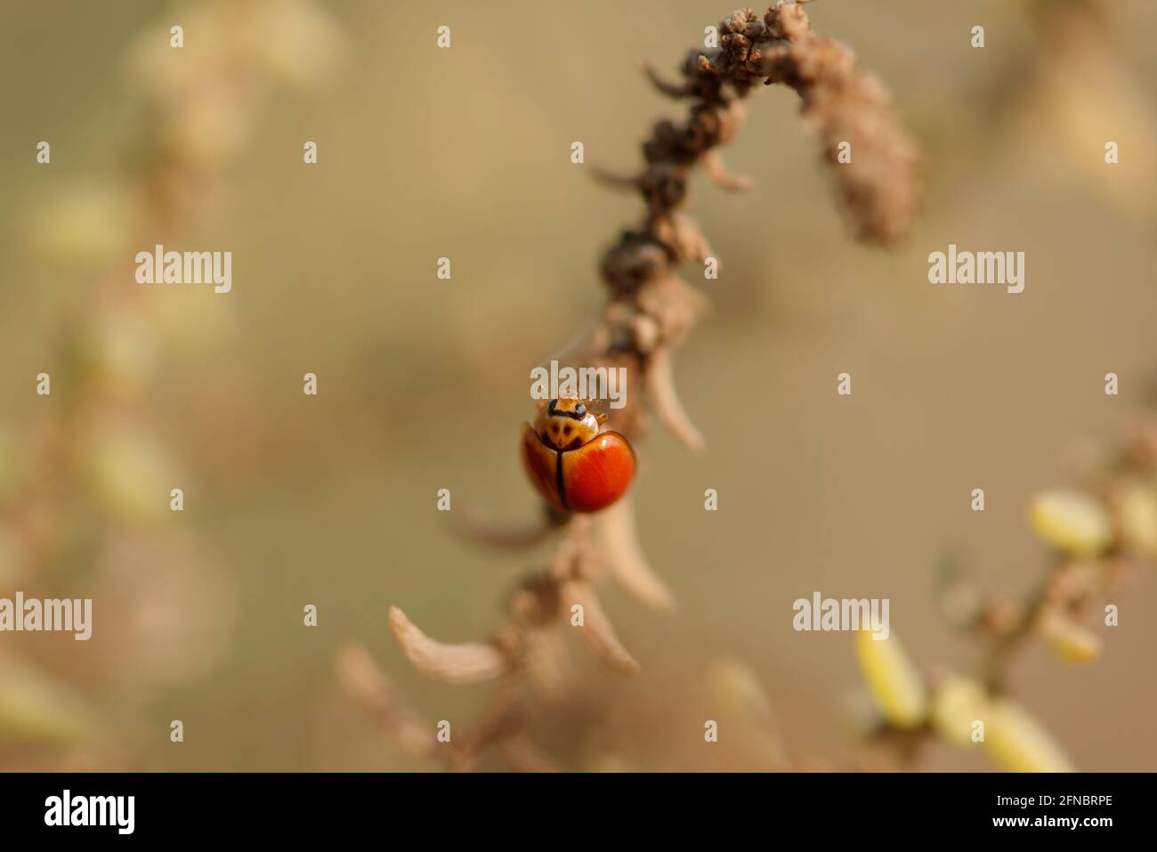 Little Red Ladybug High Resolution Stock Photography and Images - Alamy