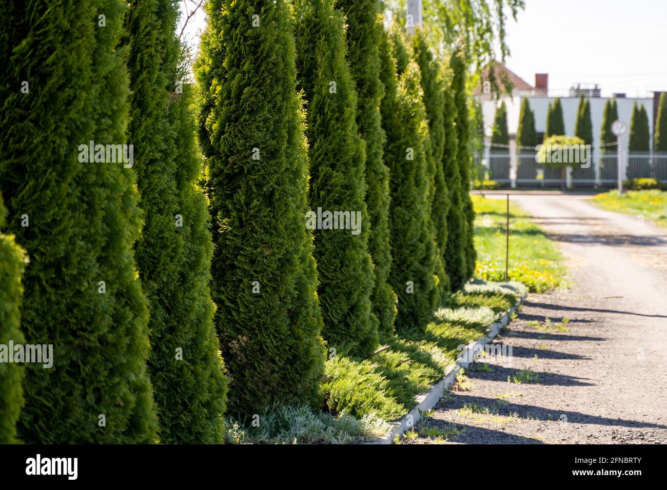 Thuja occidentalis emerald green hi-res stock photography and images ...