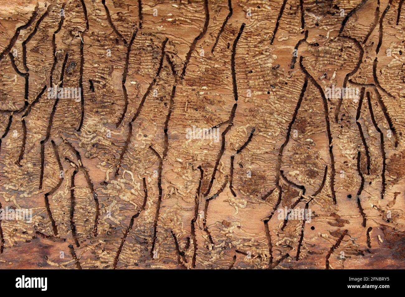 Gallery pattern bark beetle hi-res stock photography and images - Alamy