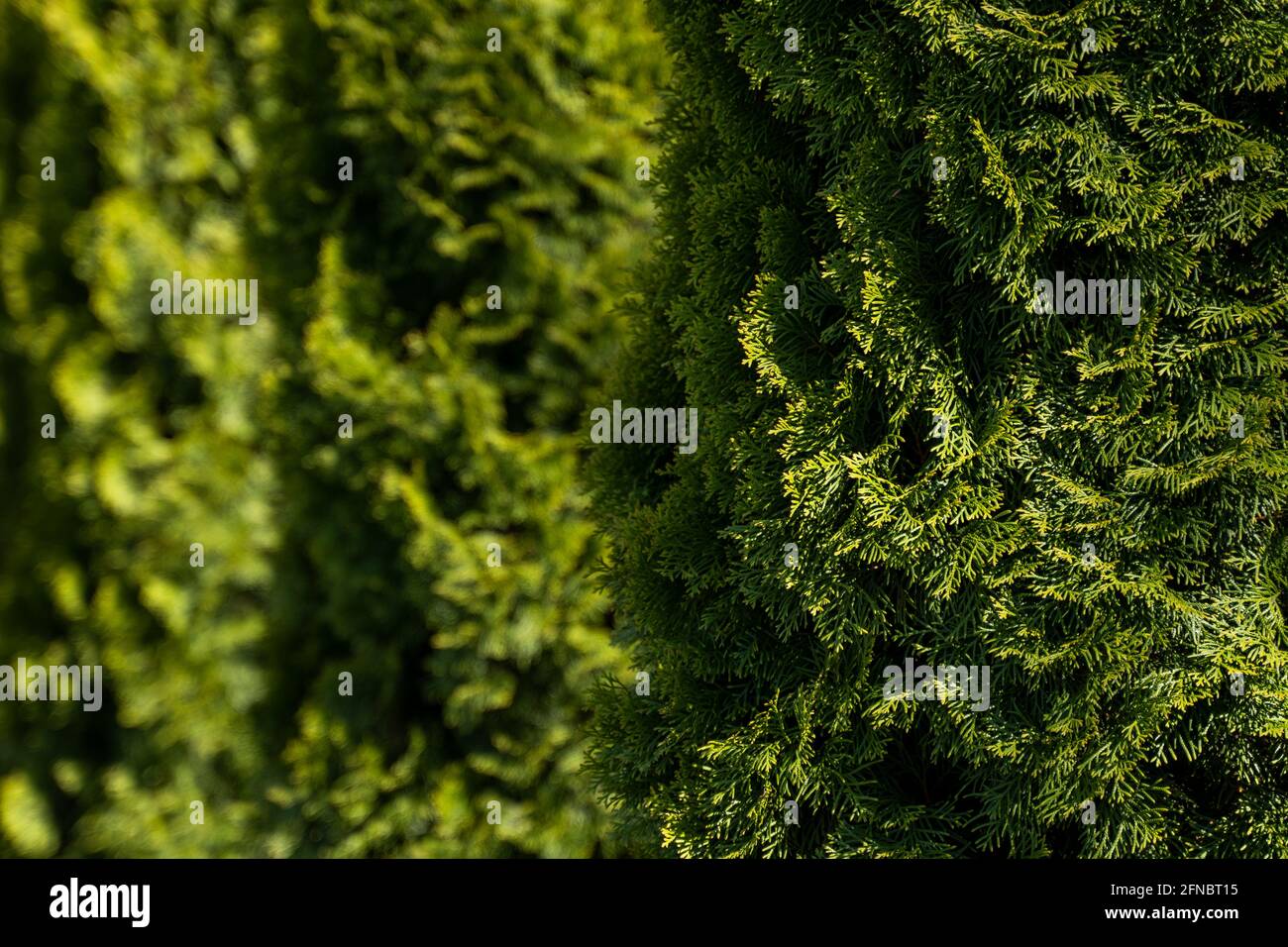 Green hedge of thuja trees. Closeup fresh green branches of thuja trees ...