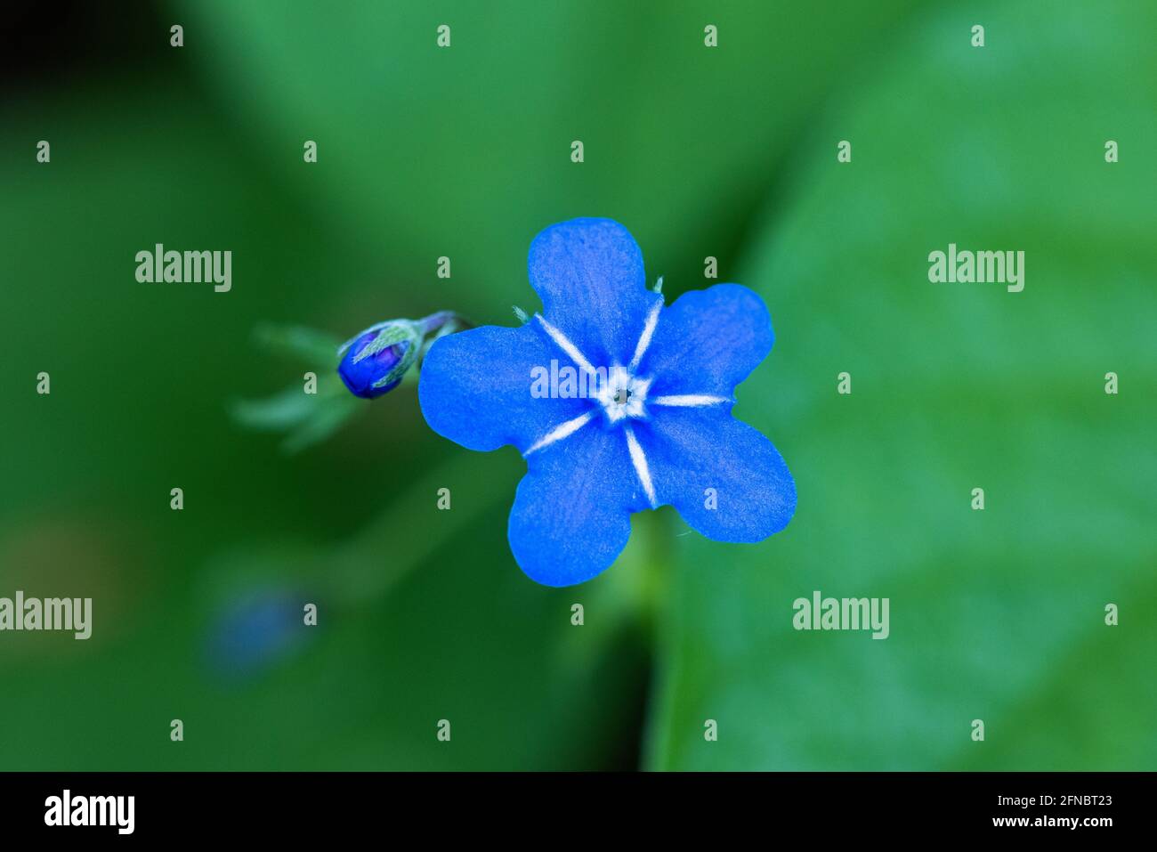 Flower of Omphalodes verna (creeping navelwort or blue-eyed-Mary Stock ...