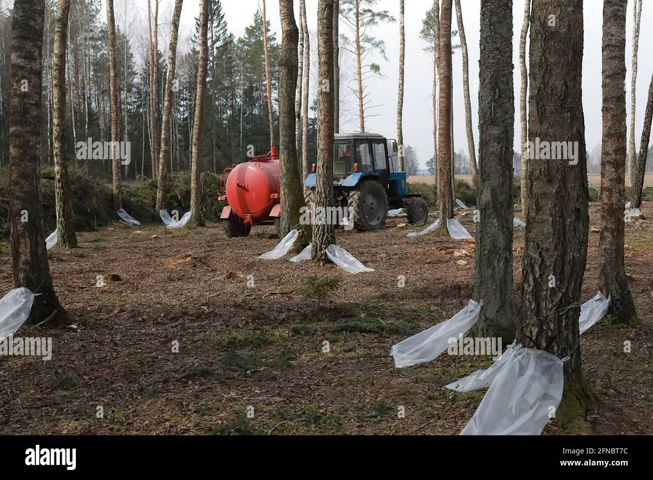 Minsk Belarus – March 15 2020: industrial collection of birch sap in ...