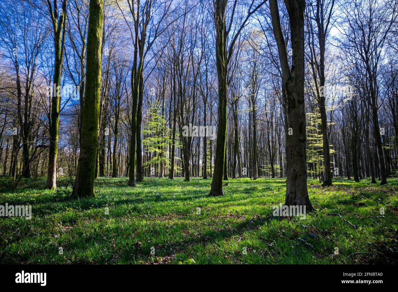 Uk trees hi-res stock photography and images - Alamy