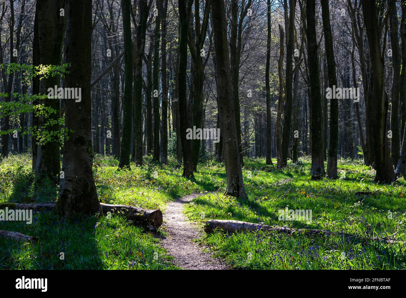 Uk trees hi-res stock photography and images - Alamy