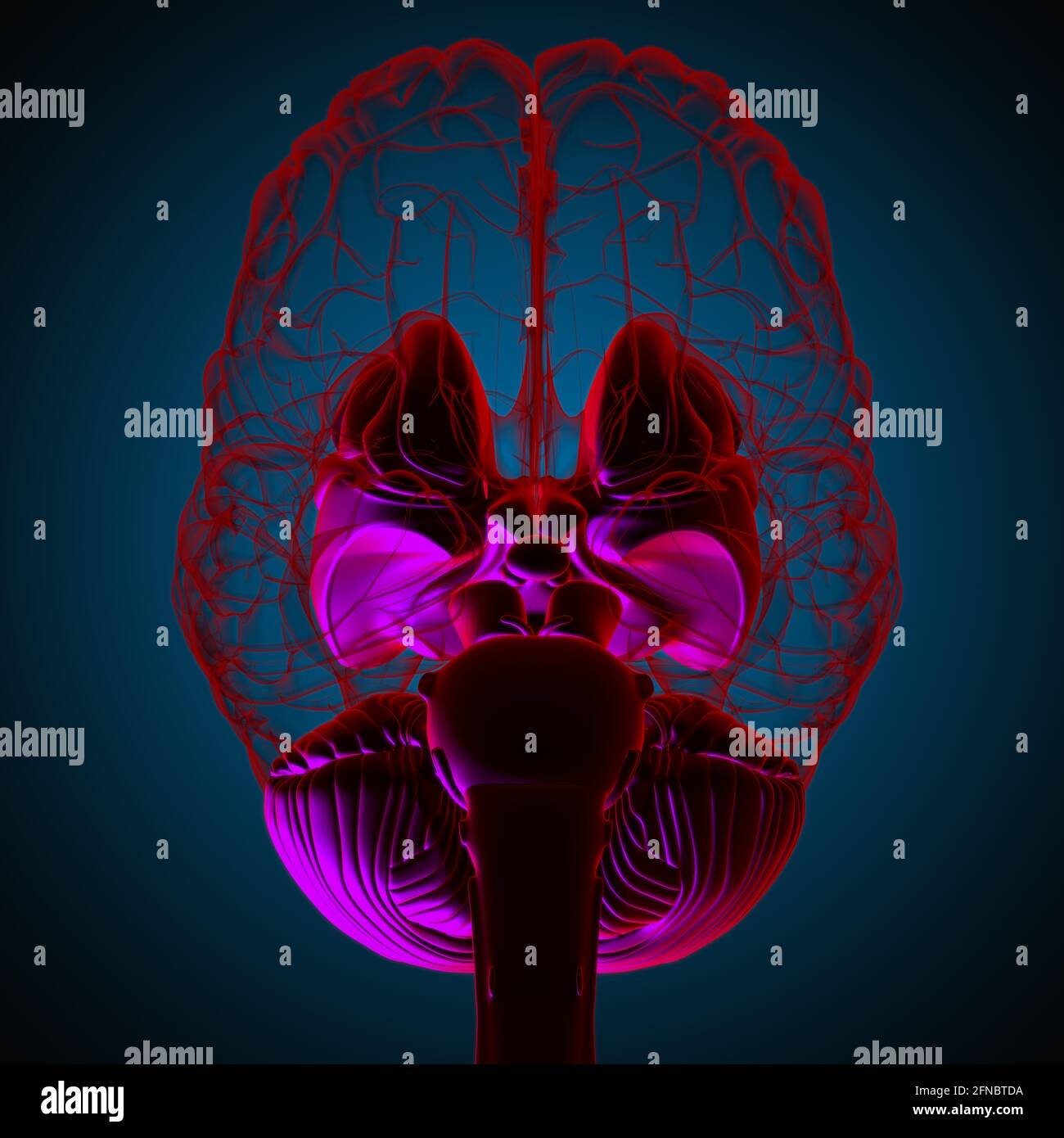 Human Brain inner parts Anatomy For Medical Concept 3D Illustration ...