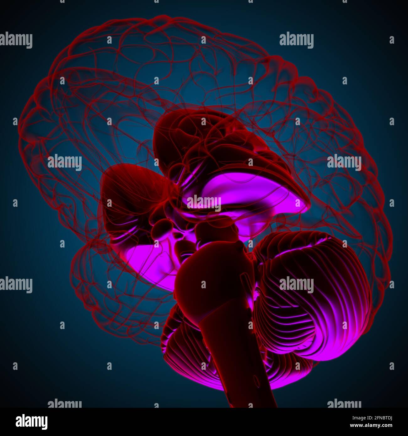 Human Brain inner parts Anatomy For Medical Concept 3D Illustration ...