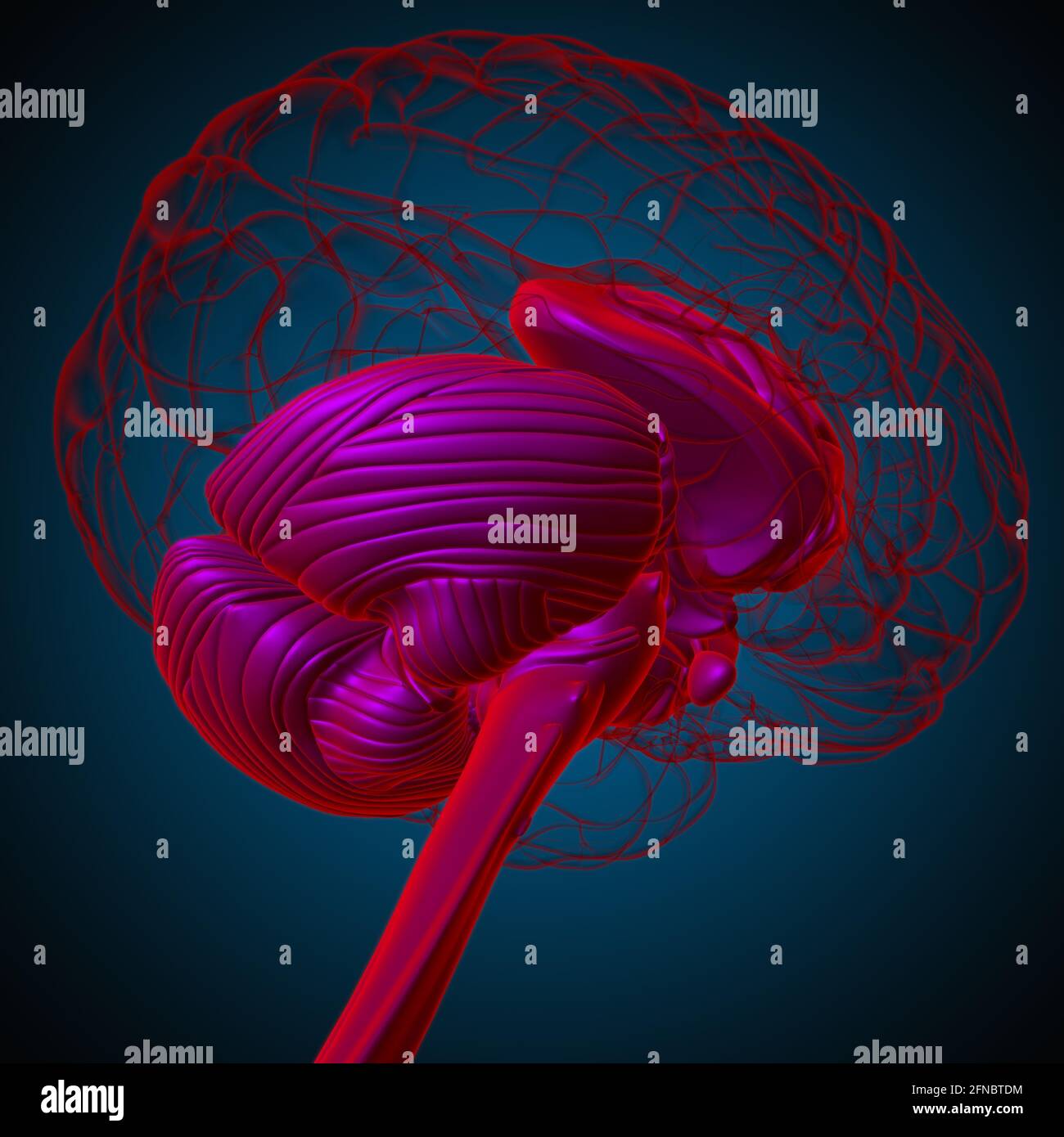 Human Brain inner parts Anatomy For Medical Concept 3D Illustration ...