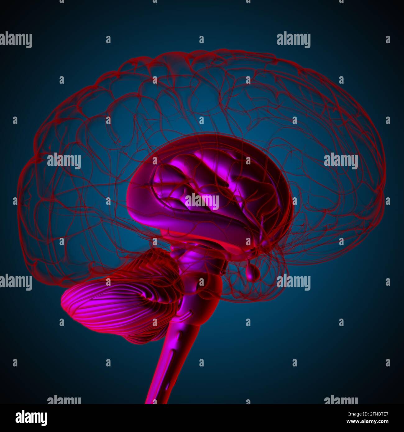 Human Brain inner parts Anatomy For Medical Concept 3D Illustration ...