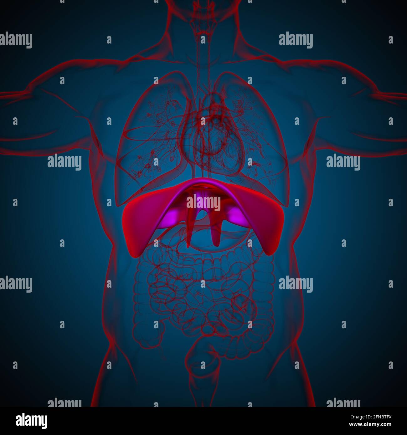 Diaphragm Human Respiratory System Anatomy For Medical Concept 3D ...