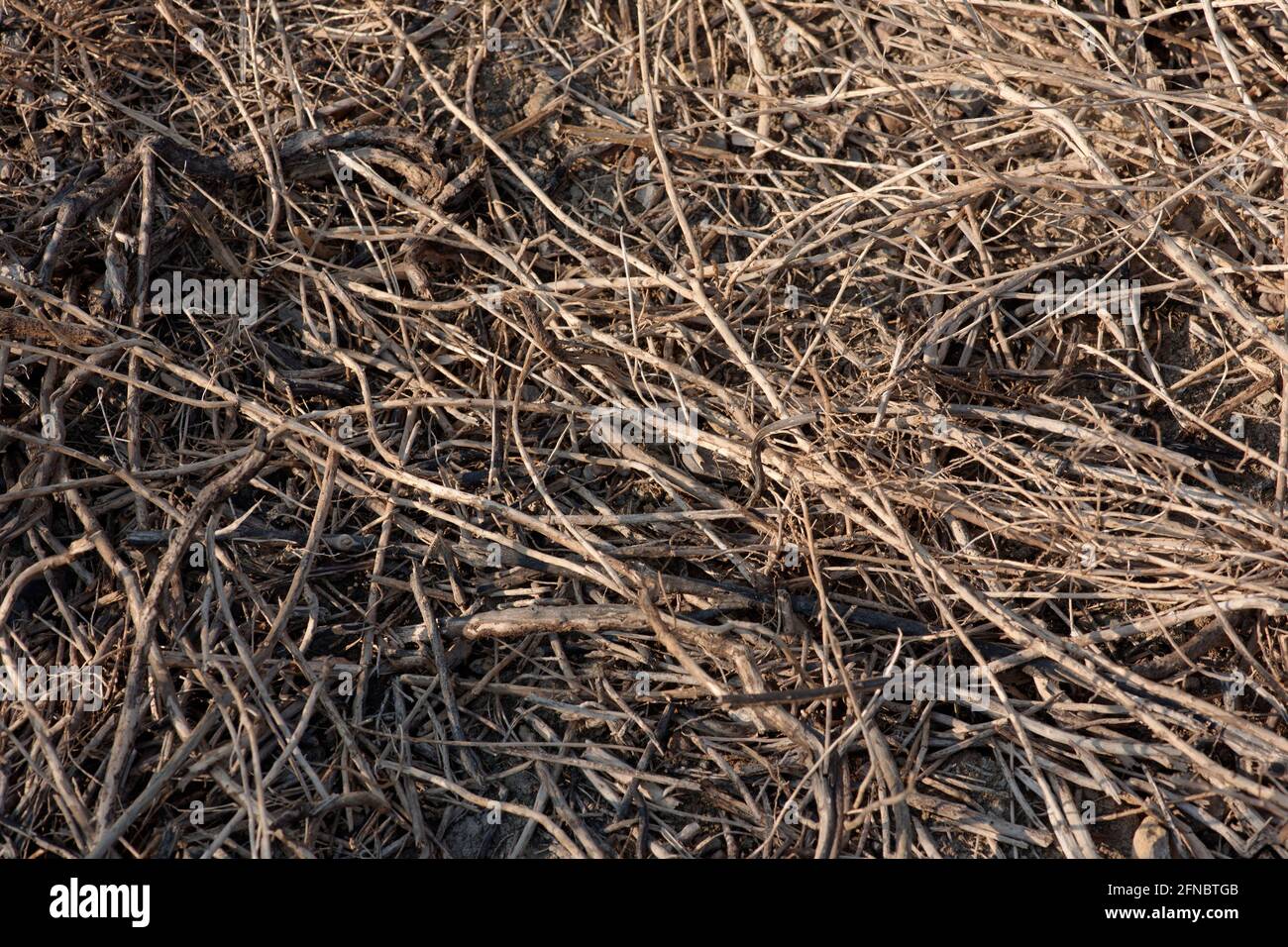 Dead grass, weed on the floor, lifeless place Stock Photo - Alamy