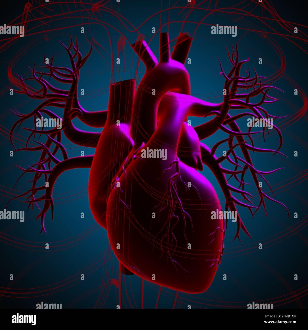 Heart Anatomy Wallpaper