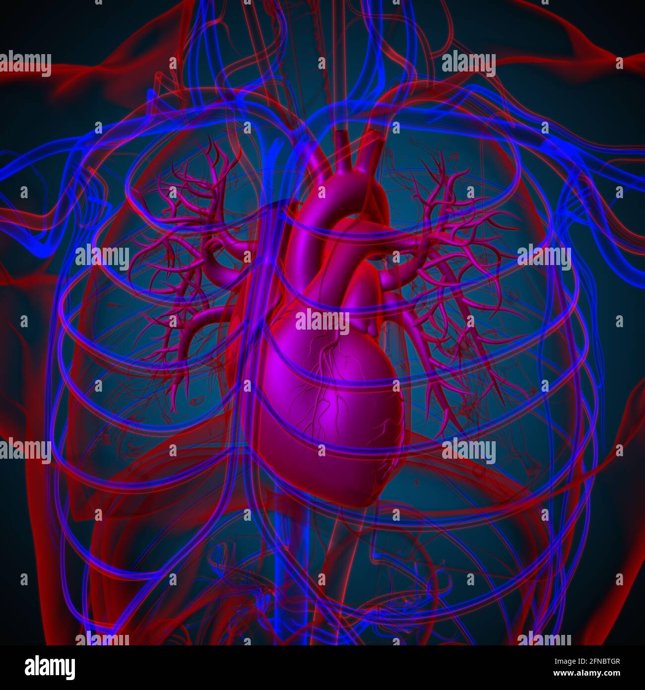 Human Heart Anatomy For Medical Concept 3D Illustration Stock Photo - Alamy