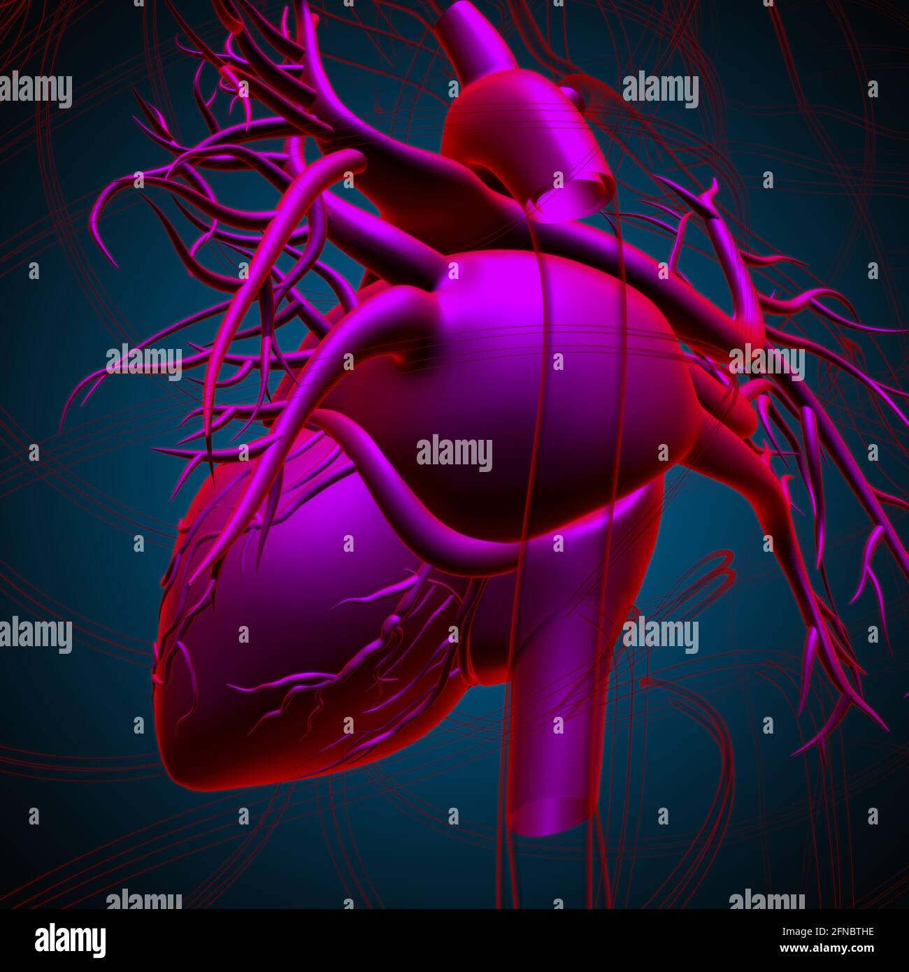Human Heart Anatomy For Medical Concept 3D Illustration Stock Photo - Alamy