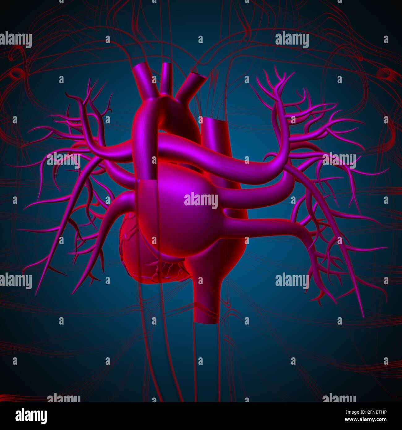 Human Heart Anatomy For Medical Concept 3D Illustration Stock Photo - Alamy