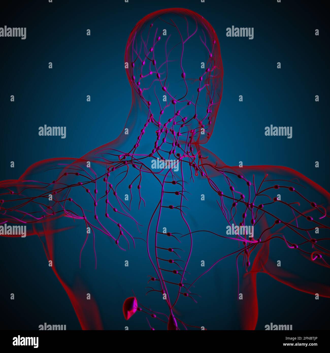 Human Lymph Nodes Anatomy For Medical Concept 3D Illustration Stock ...