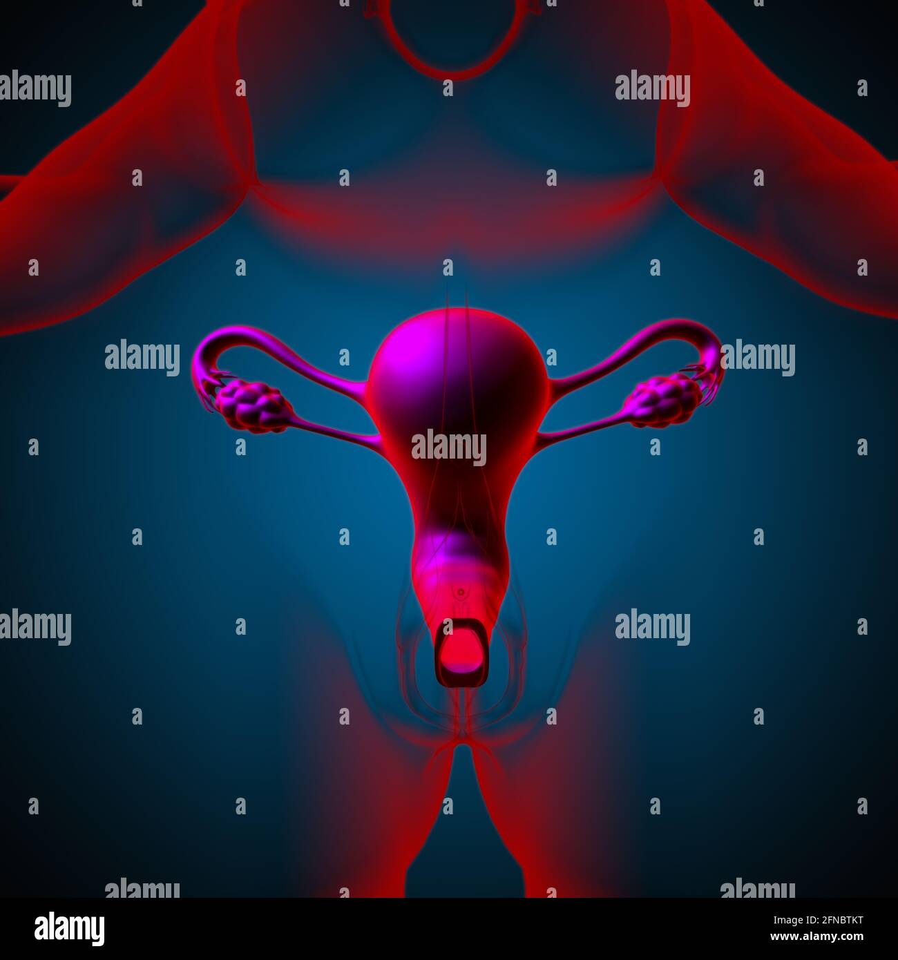 Female Reproductive System Anatomy For Medical Concept 3d Illustration