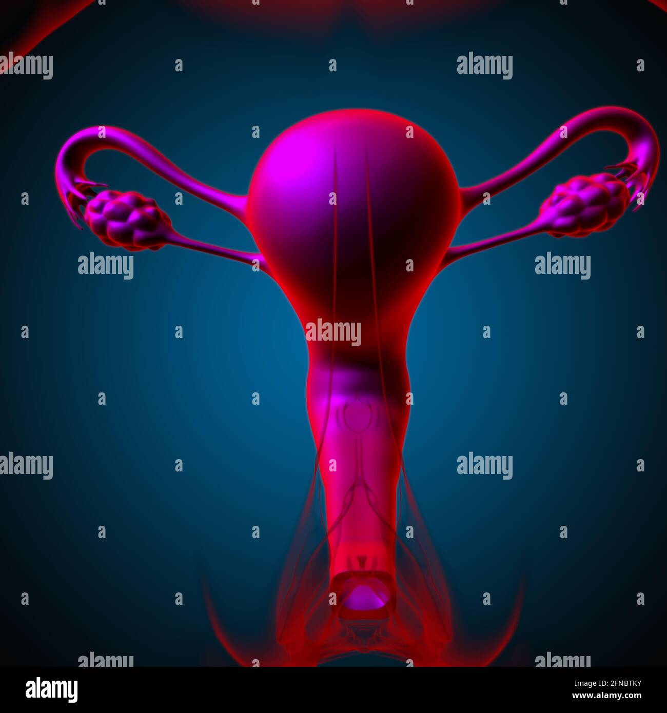 Female Reproductive System Anatomy For Medical Concept 3D Illustration ...