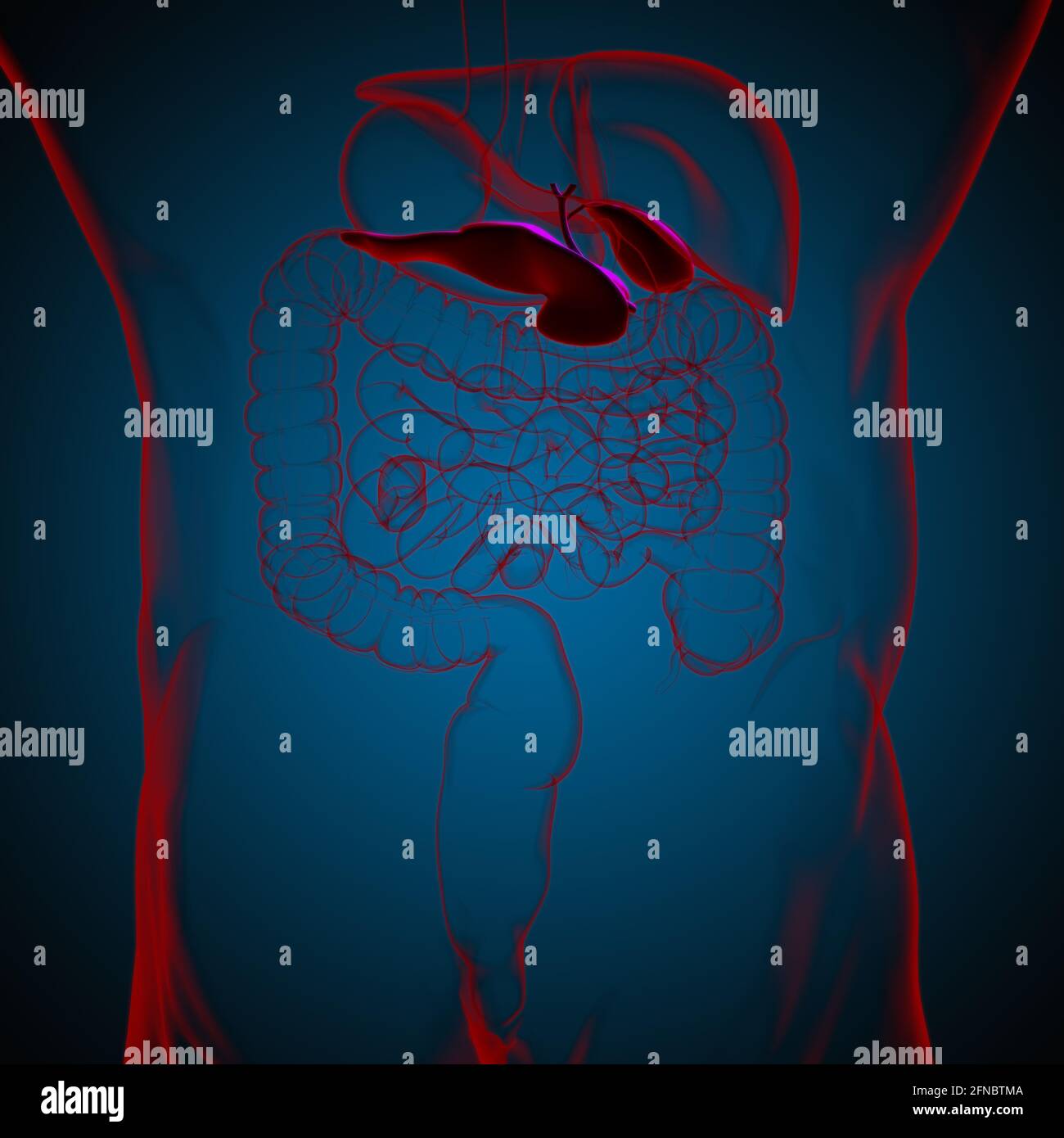 Gall Bladder Human Digestive System Anatomy For Medical Concept 3D ...