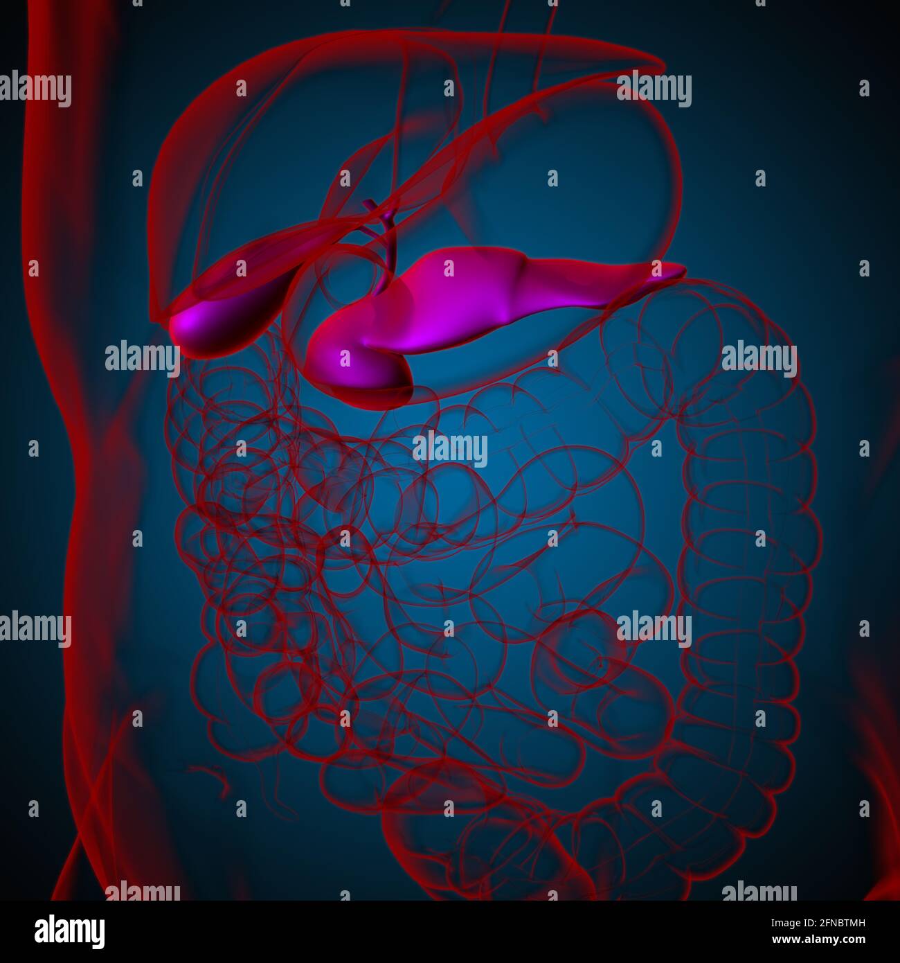 pancreas Human Digestive System Anatomy For Medical Concept 3D ...