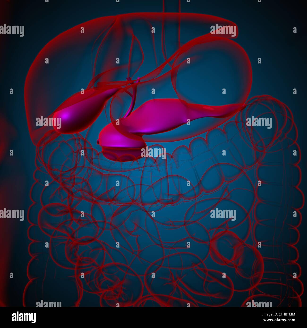 Gall Bladder Human Digestive System Anatomy For Medical Concept 3D ...