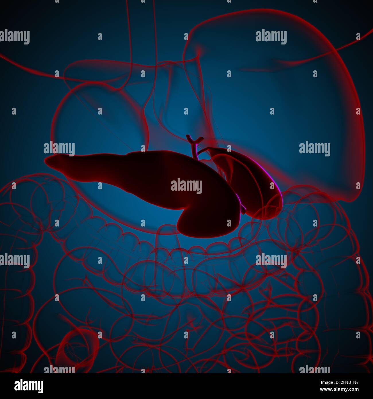 Gall Bladder Human Digestive System Anatomy For Medical Concept 3D ...