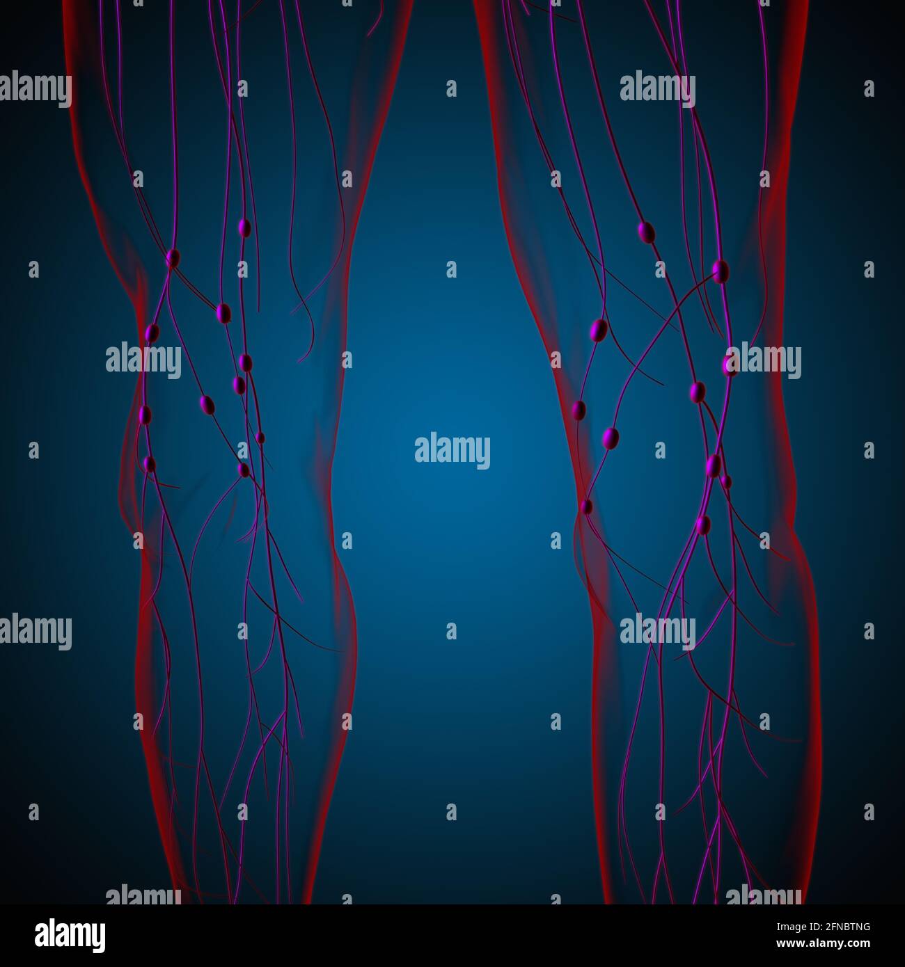 Human Lymph Nodes Anatomy For Medical Concept 3D Illustration Stock ...