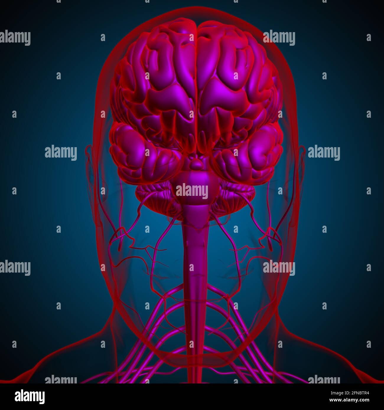 Human Brain Anatomy For Medical Concept 3D Illustration Stock Photo - Alamy