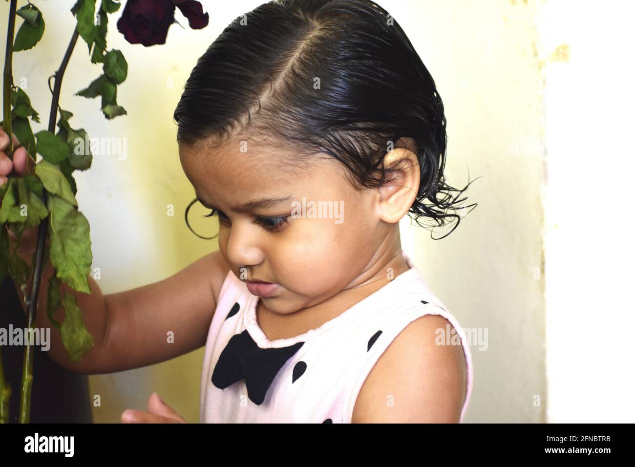 An Indian kid girl with wet hair holding a withered red rose Stock ...