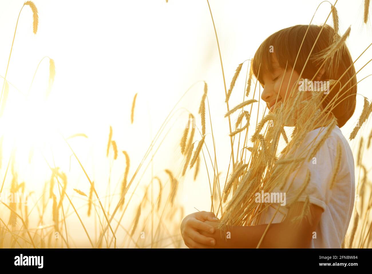 Kid at wheat field hugging harvest grain Stock Photo - Alamy
