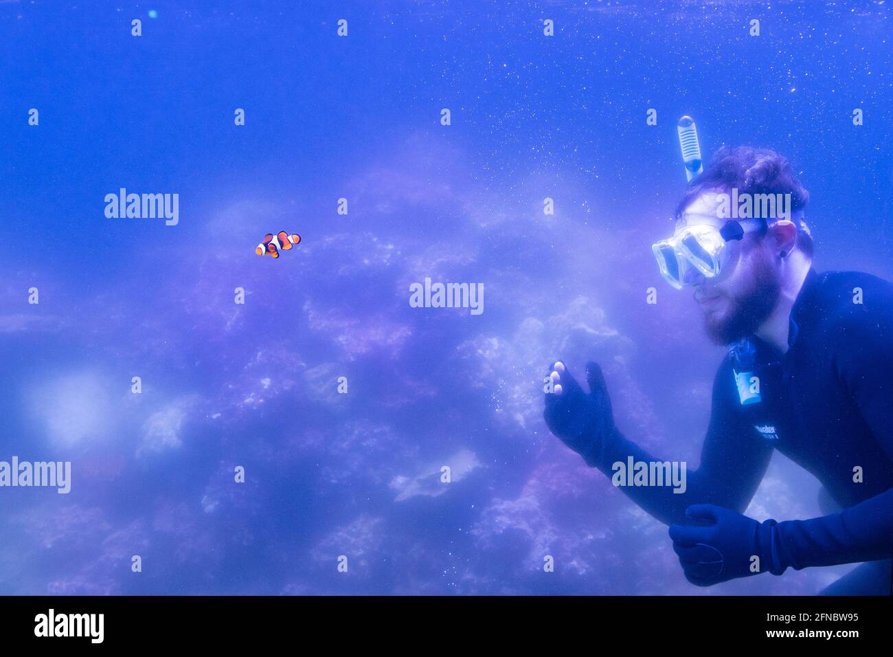 Aquarist Jeremy Simmons with a clown fish at the new 'Tiny Giants ...