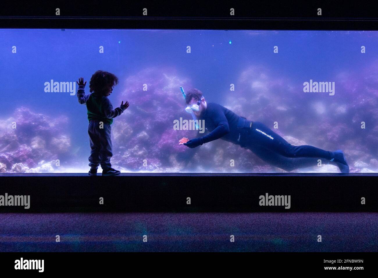 Marcelo Noone-Taylor watches Aquarist Jeremy Simmons examine corals at ...