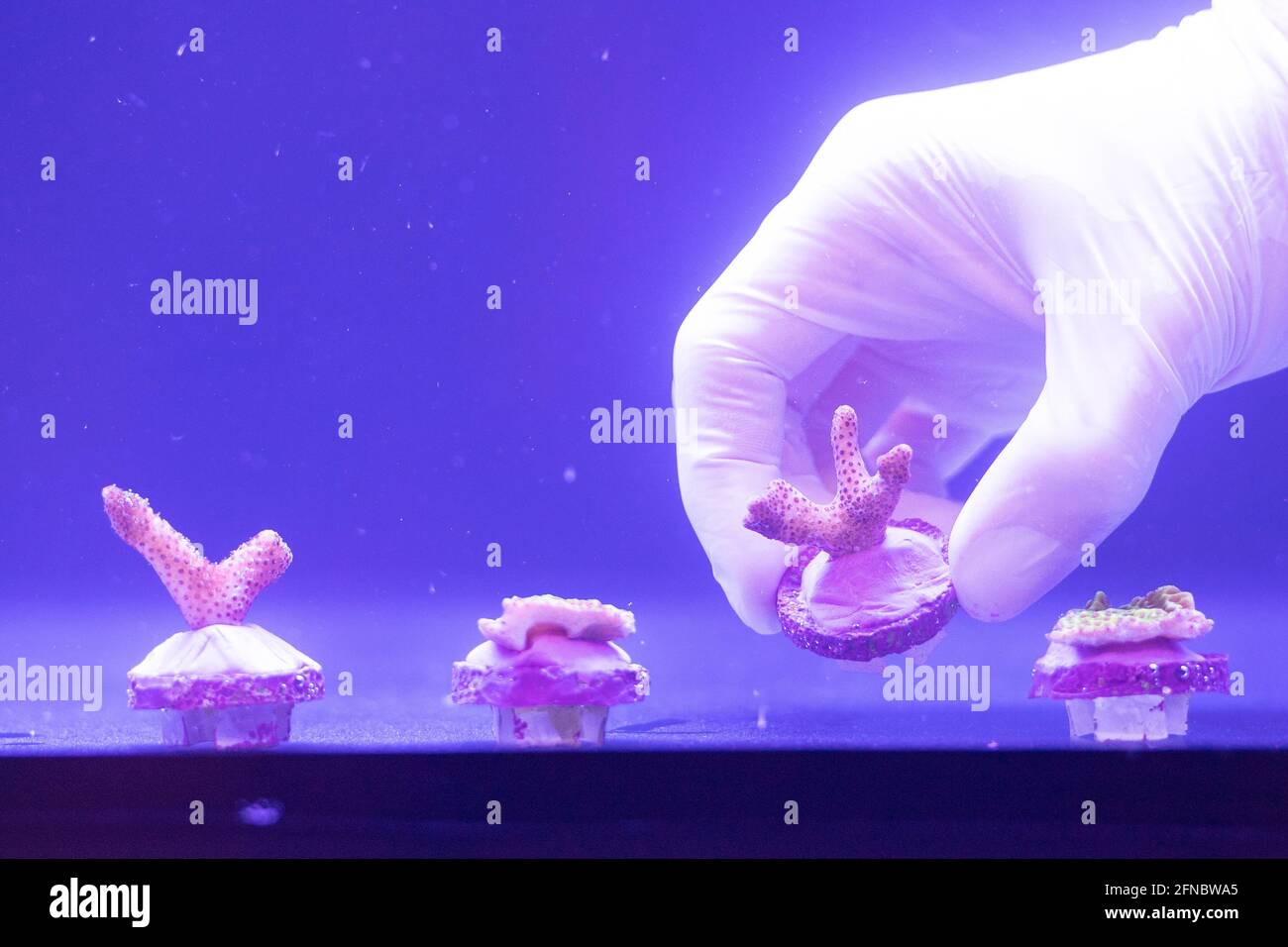 Aquarist Jeremy Simmons cultivates new coral growth in a tank at the ...