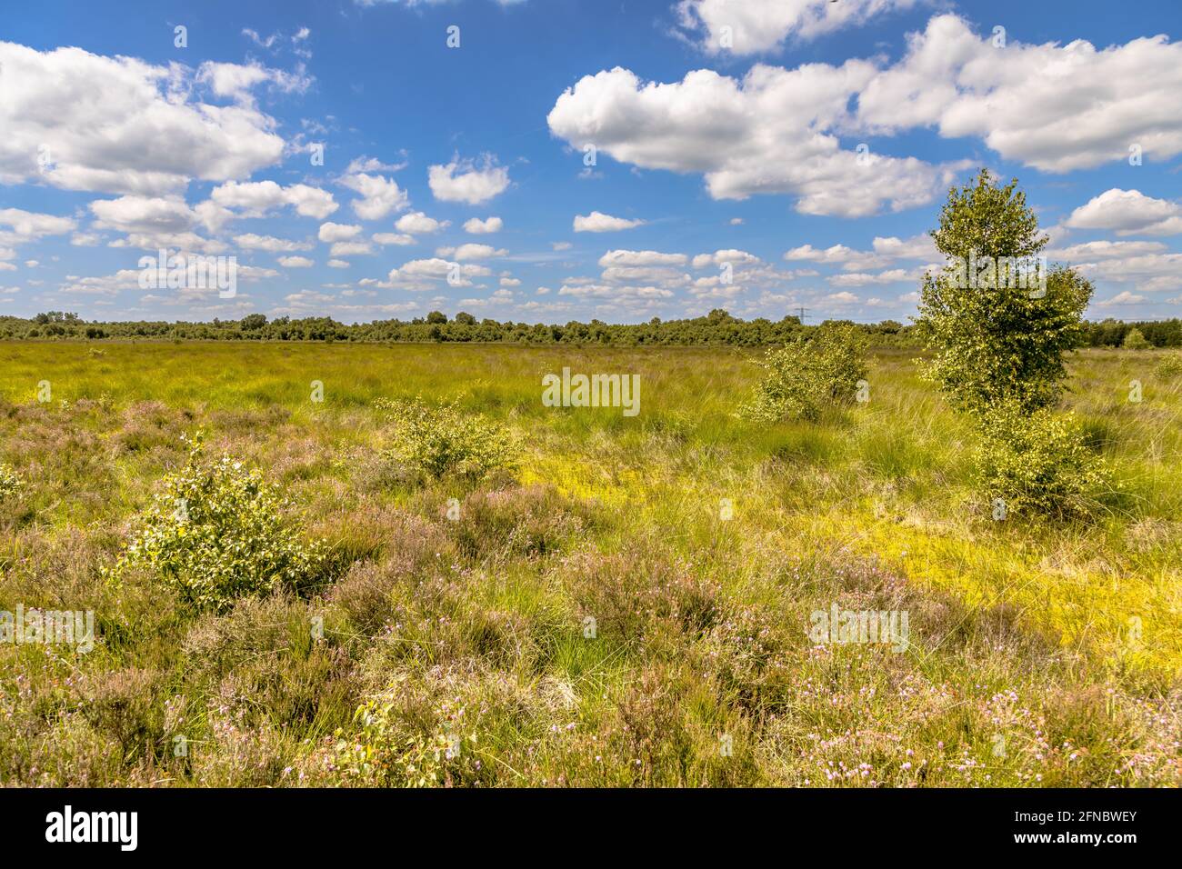 Raised bog, also called ombrotrophic bog Nature reserve de Witten in ...