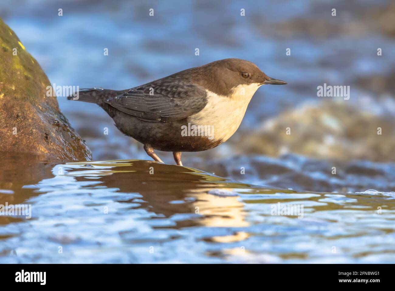 White-throated dipper (cinclus cinclus) aquatic bird foraging in fast ...