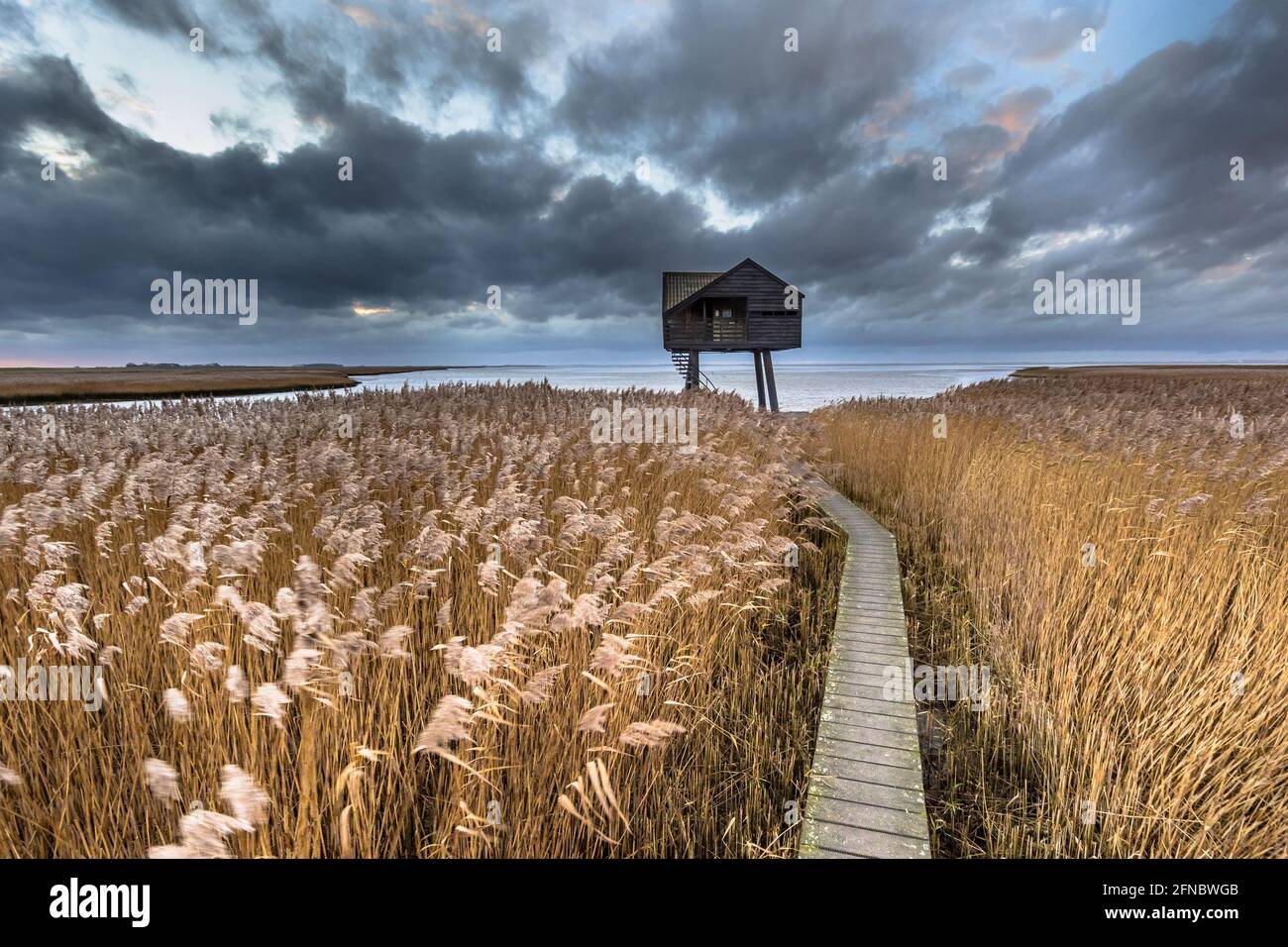 Wooden walkway through salt tidal marsh leading to observatory hide in ...