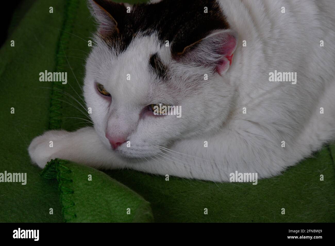 Maroon cat hi-res stock photography and images - Alamy