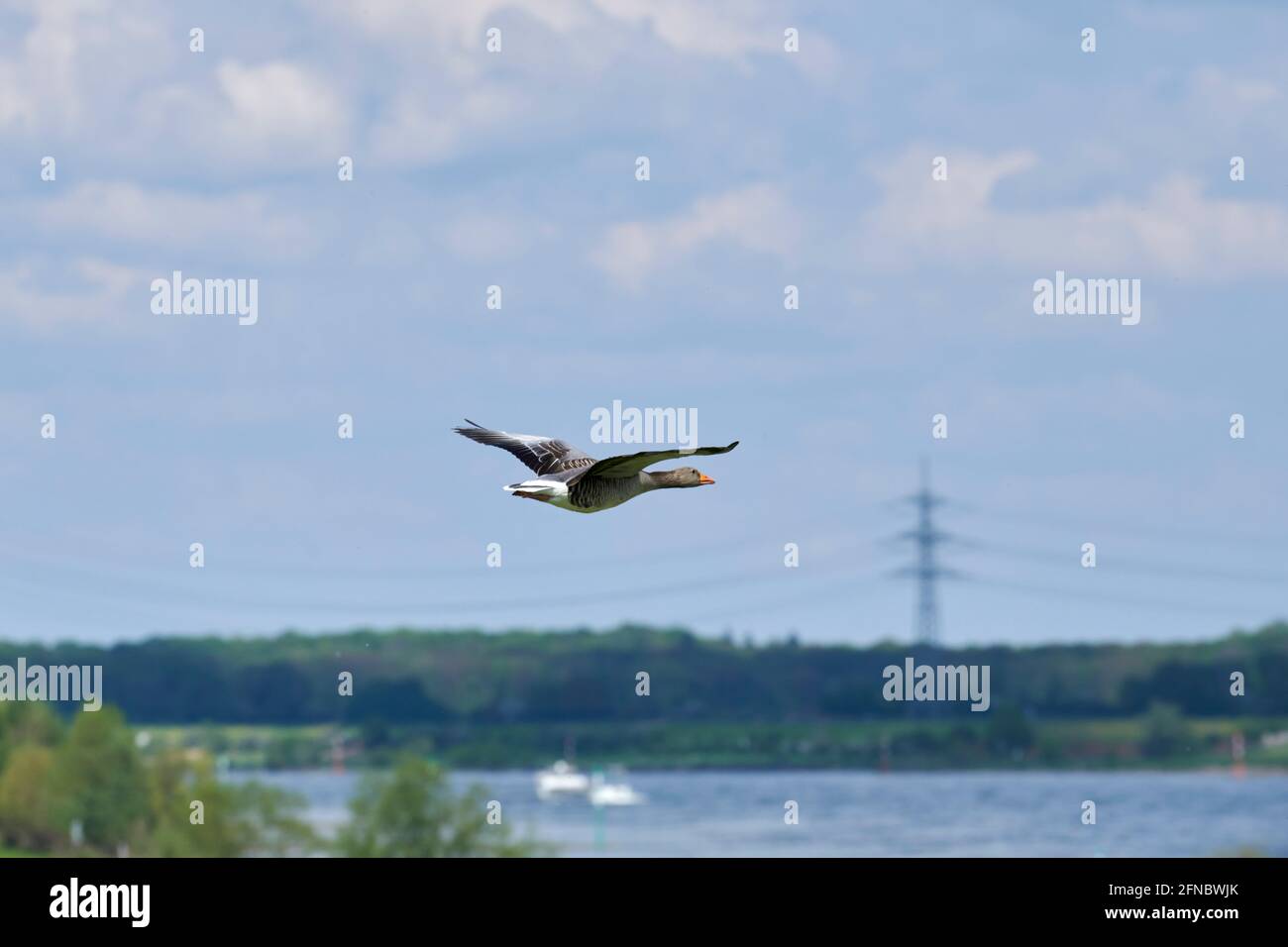 Eine Canadische Wildgans fliegt ueber den Rhein. Im Hintergrund ist ein ...