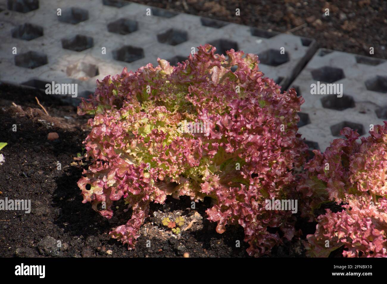 red leaf lettuce head grows up in a greenhouse lit by the spring sun ...