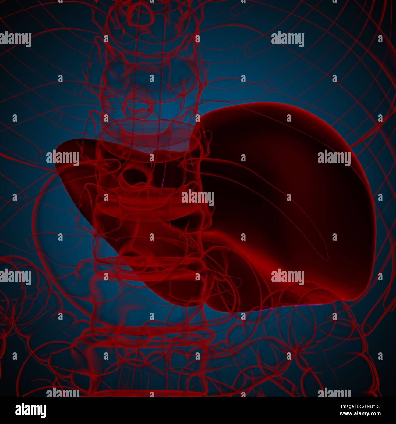 Liver 3D Illustration Human Digestive System Anatomy For Medical ...