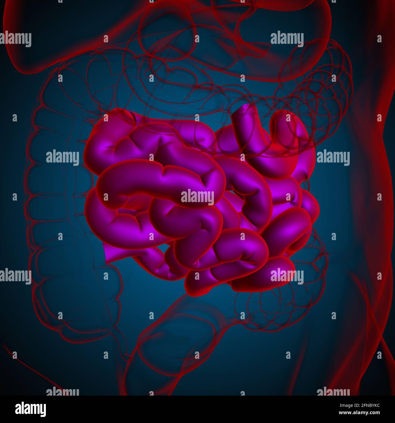 Small Intestine 3D Illustration Human Digestive System Anatomy For ...