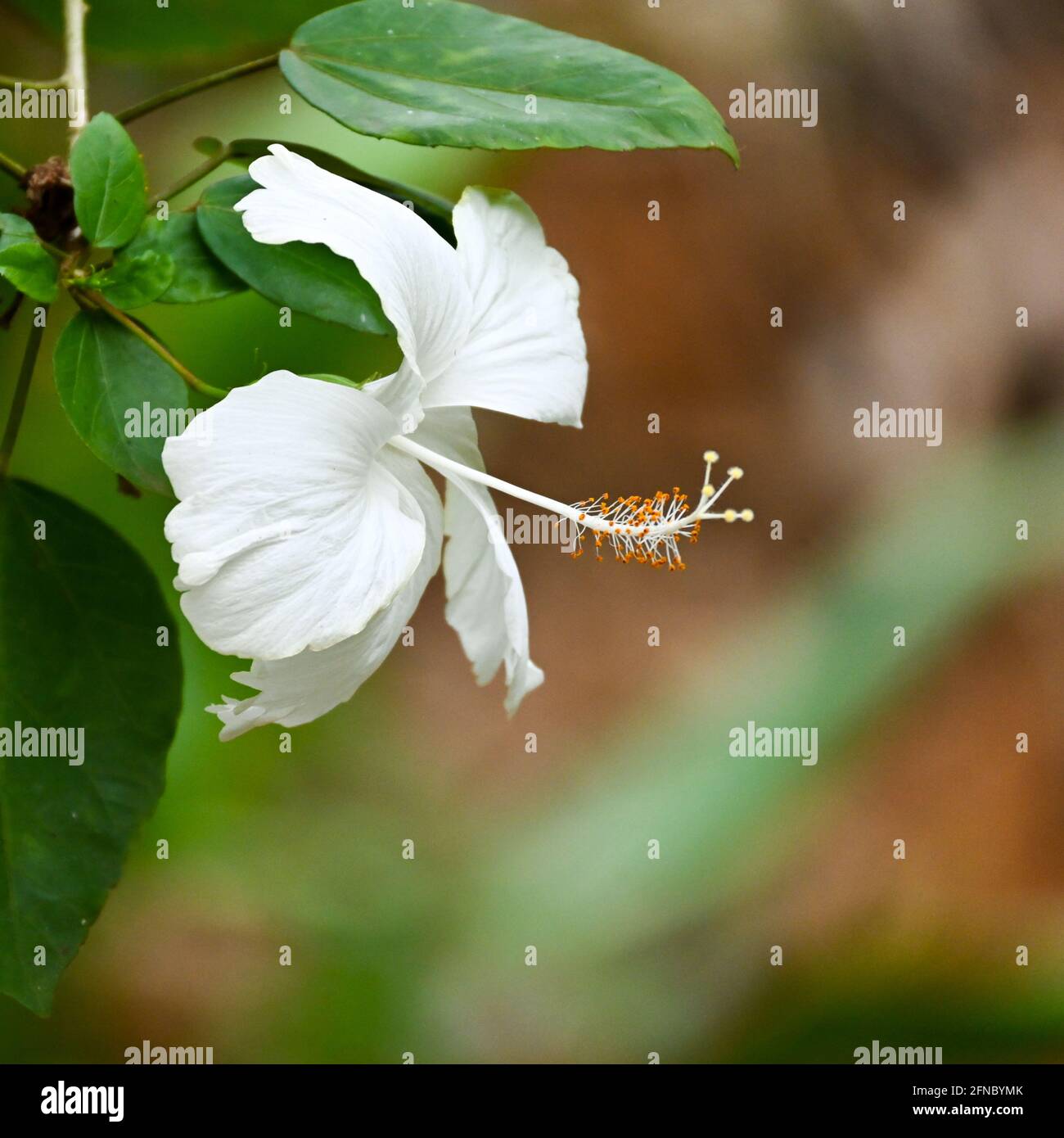 Hibiscusflower hi-res stock photography and images - Alamy